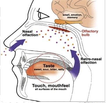 Hoe smaak meten? - Flanders' FOOD